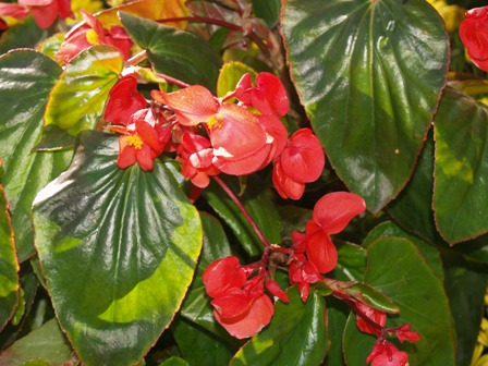 How to Grow Begonias, Begonia and Tropical Plant Culture, Begonia ... How to Grow Begonias, Begonia and Tropical Plant Culture, Begonia ...
